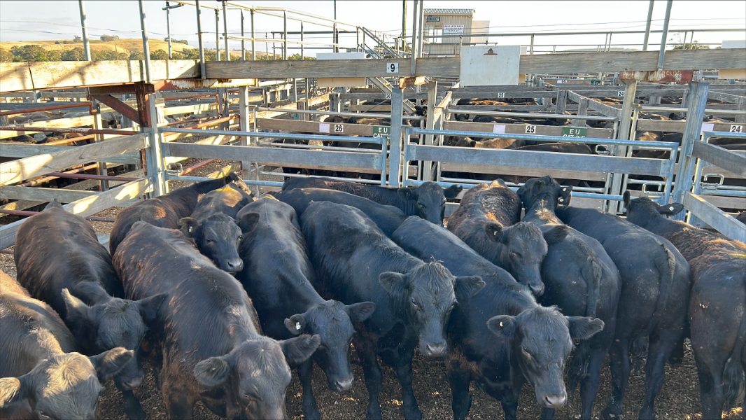 Pen 9-L - 3 Angus X Angus Weaner Steers 363.3kg (Total 1090kg ...