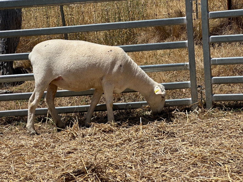 Lot 26 - Stud Ewe Westmoreland Yellow 391 | AuctionsPlus