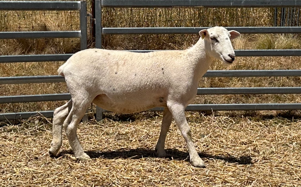 Lot 27 - Stud Ewe Westmoreland Yellow 326 | AuctionsPlus