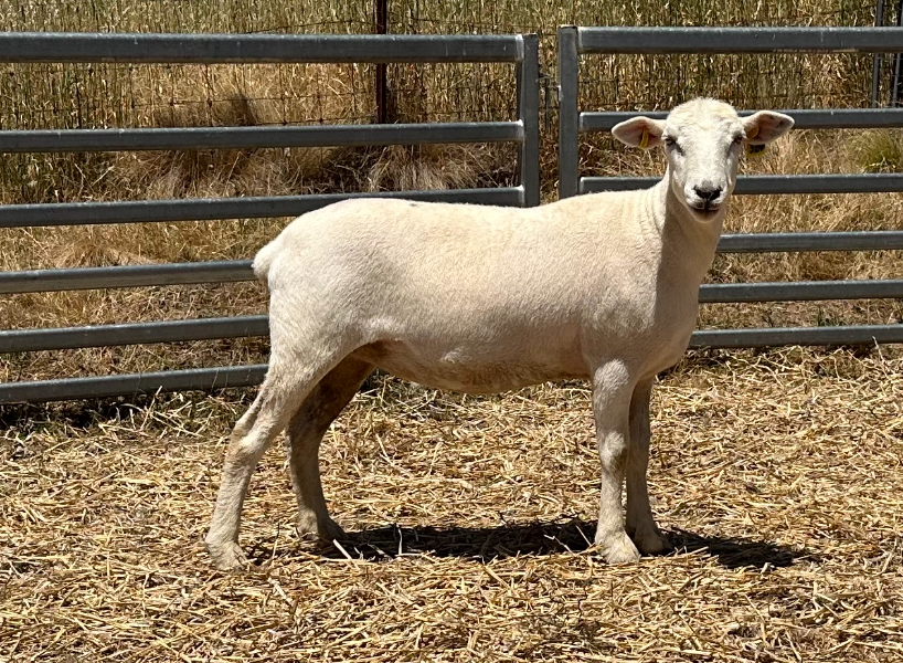 Lot 30 - Stud Ewe Westmoreland Yellow 324 | AuctionsPlus