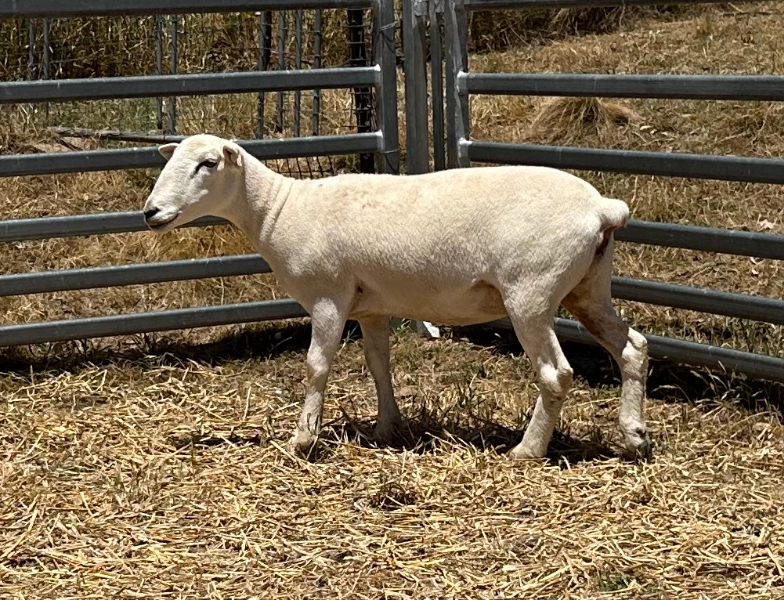 Lot 33 - Stud Ewe Westmoreland Yellow 349 | AuctionsPlus