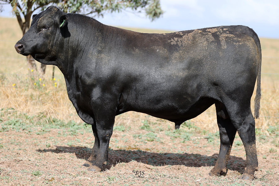 Lot 49 - BULL OAK WELL QUARTERBACK S140 | AuctionsPlus