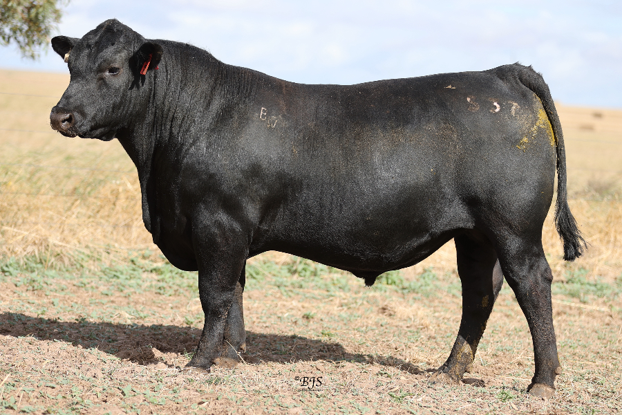 Lot 2 - BULL OAK WELL ELEVATION S37 | AuctionsPlus