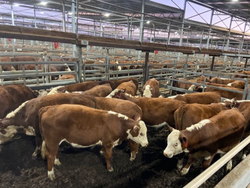 Pen 39-N - 14 Hereford Weaner Steers 297.5kg (Total 4165kg) | AuctionsPlus