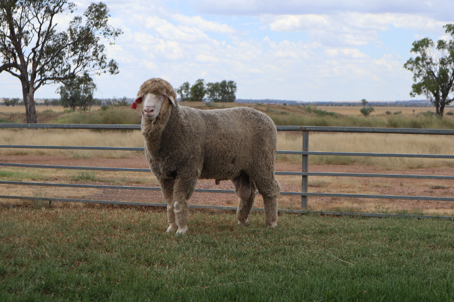 Lot 37 - Jolly Jumbuck- 213165 | AuctionsPlus