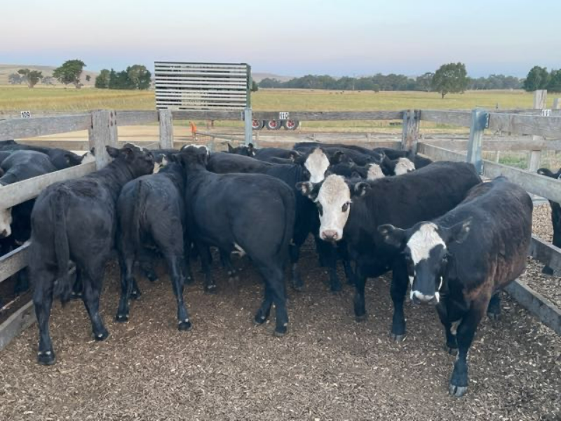 Pen 110-N - 14 Black Baldy Weaner Heifers 301.4kg (Total 4220kg ...