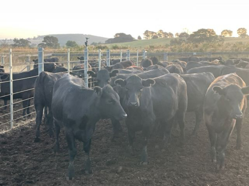 Pen 128-N - 28 Angus Weaner Heifers 340.0kg (Total 9520kg) | AuctionsPlus