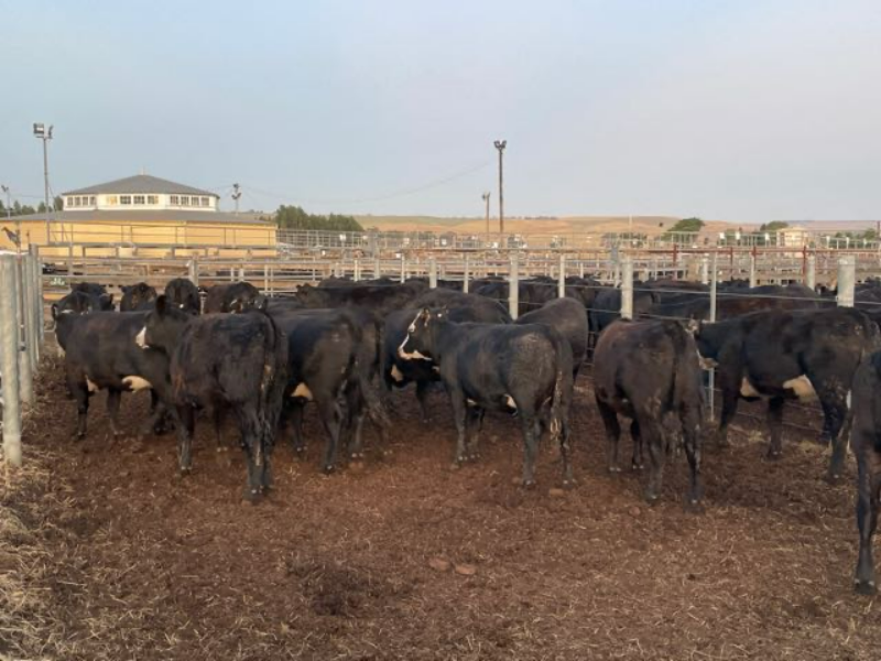 Pen 129-N - 22 Angus Weaner Heifers 323.2kg (Total 7110kg) | AuctionsPlus