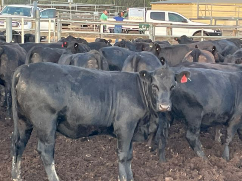 Pen 130-N - 25 Angus Weaner Heifers 345.6kg (Total 8640kg) | AuctionsPlus