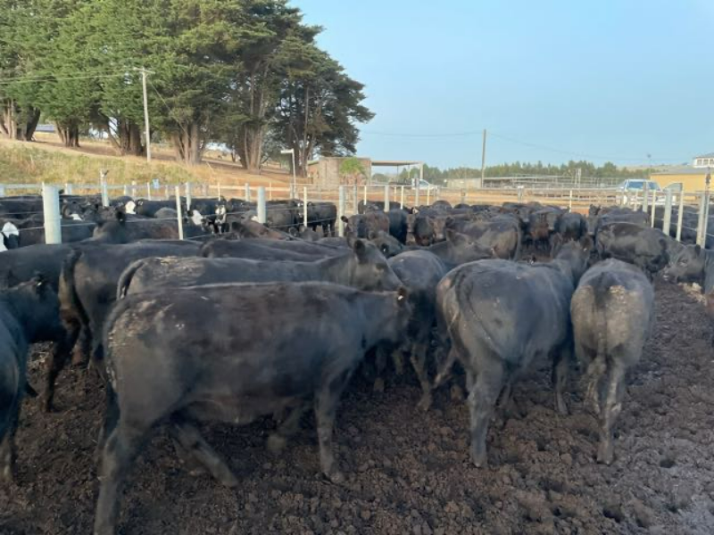 Pen 132-N - 46 Angus Weaner Heifers 314.1kg (Total 14450kg) | AuctionsPlus