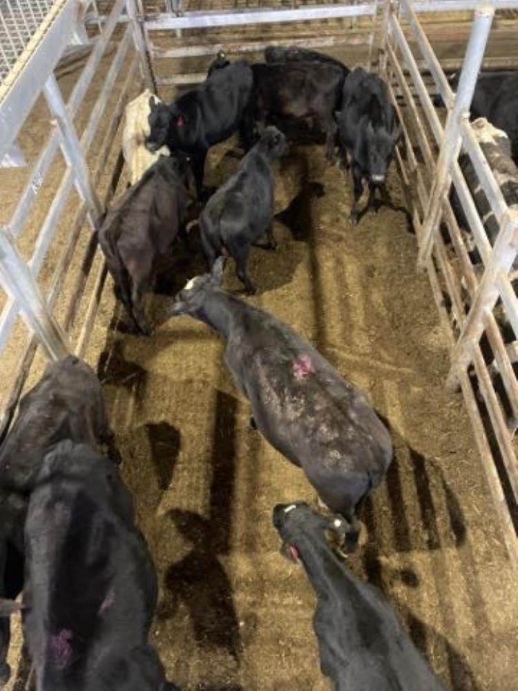 Pen 301-N - 8 Angus X Steer 216.90kg (Total weight: 1735kg) | AuctionsPlus