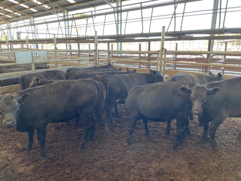 Pen 14 - 10 ANGUS X SIMMENTAL HEIFERS, (Total weight 0.00 kg ...