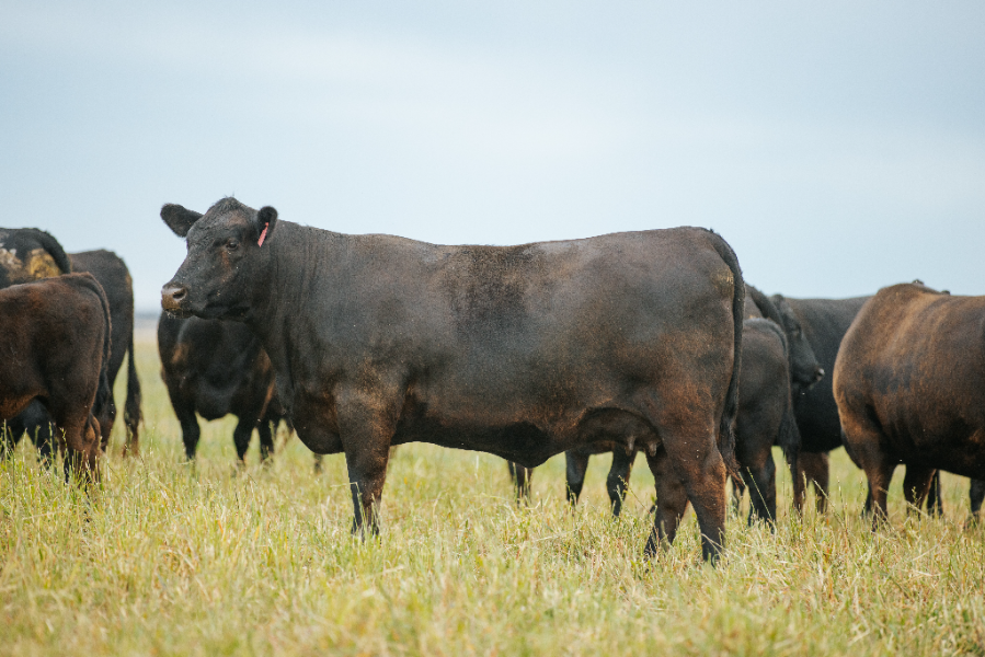 Lot 84 - ARKLE ROYAL LASS R31 | AuctionsPlus