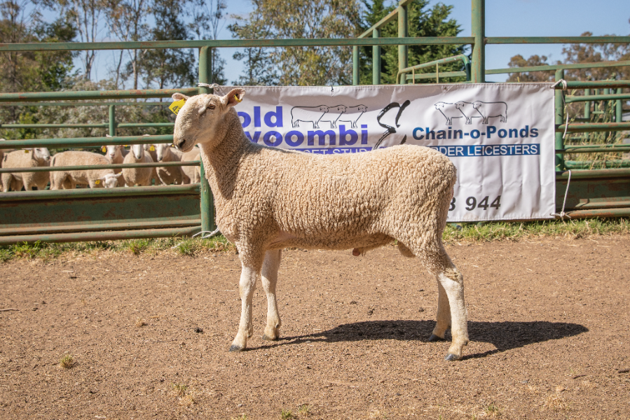 Lot 43 - CHAIN-O-PONDS-219113 | AuctionsPlus