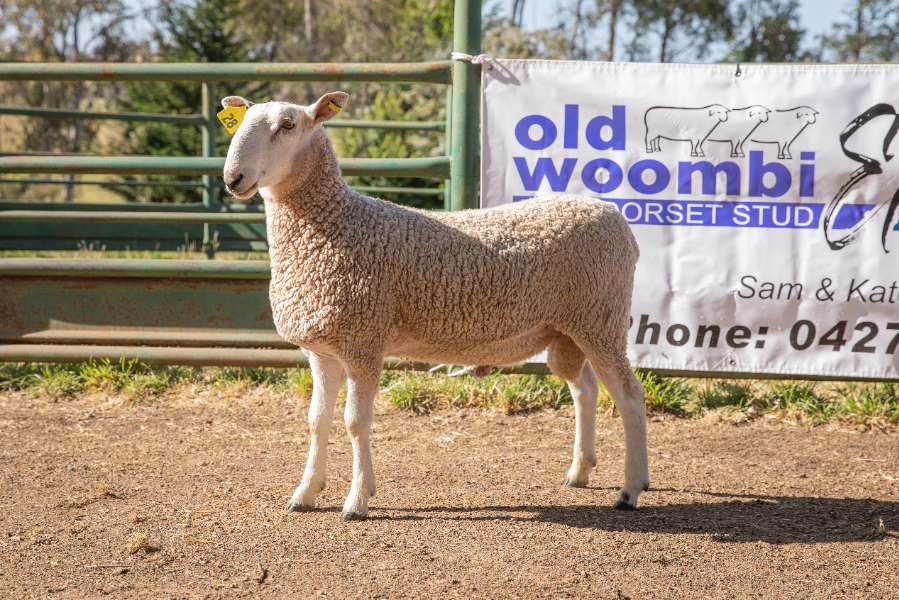 Lot 28 - CHAIN-O-PONDS-219153 | AuctionsPlus