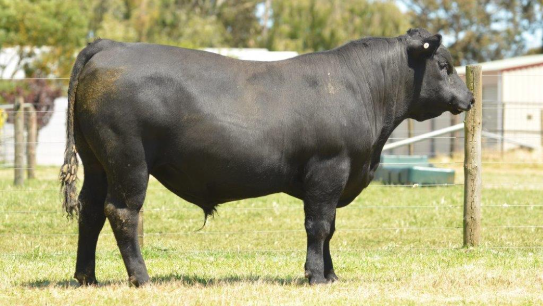 Lot 111 - BOONAROO GENIUS S368 | AuctionsPlus