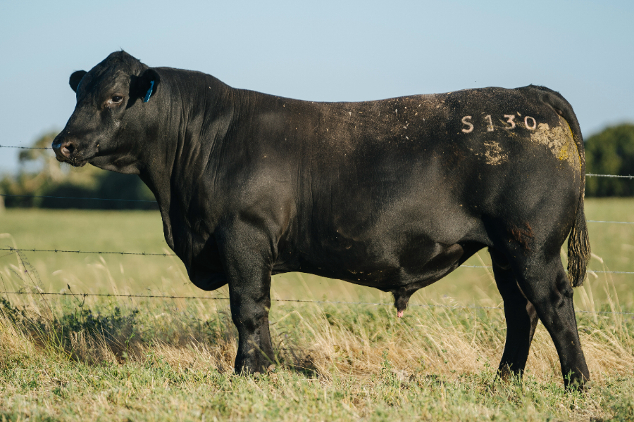 Lot 6 - KERINGA PARATROOPER S130 SV | AuctionsPlus