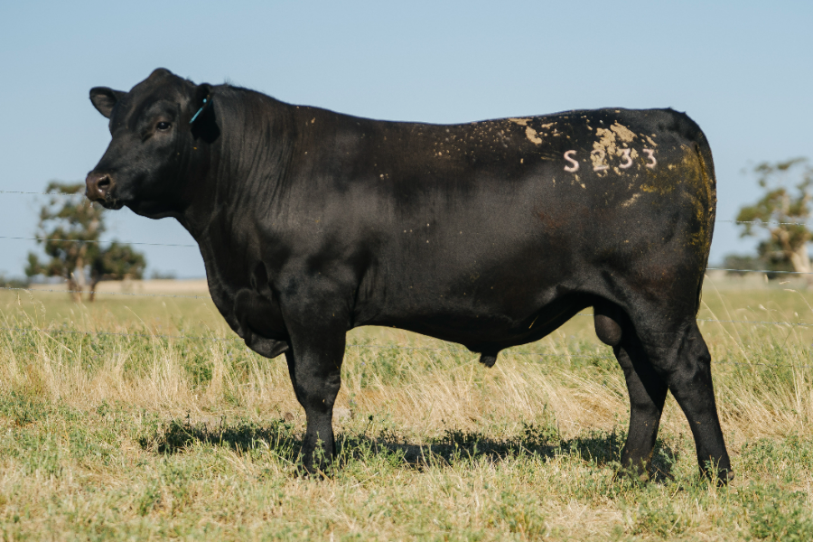 Lot 7 - KERINGA SPORTSMAN S233 SV | AuctionsPlus