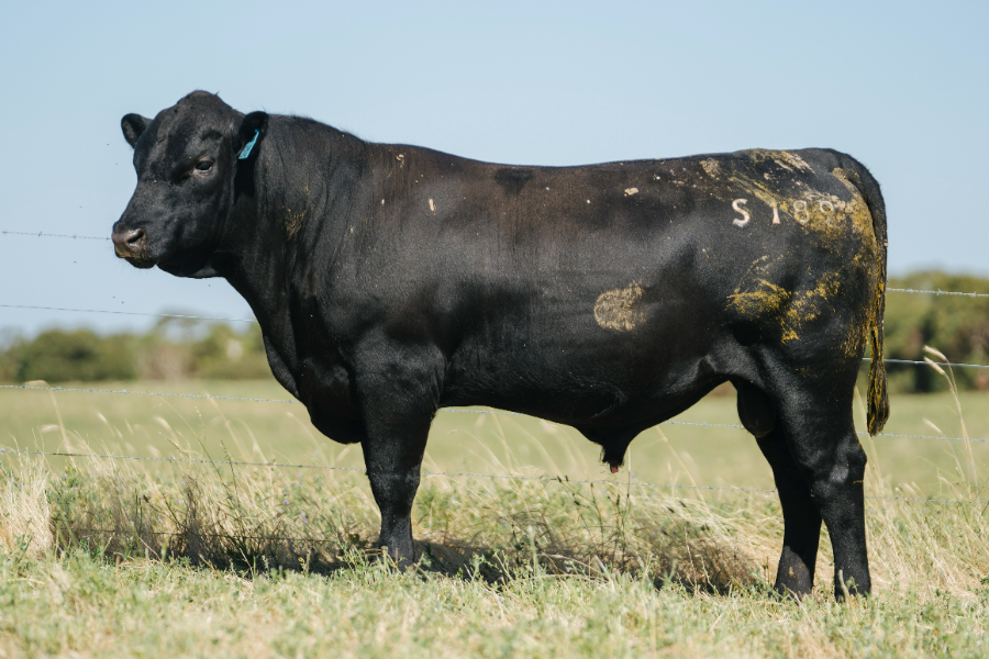 Lot 10 - KERINGA SPANIARD S189 PV | AuctionsPlus