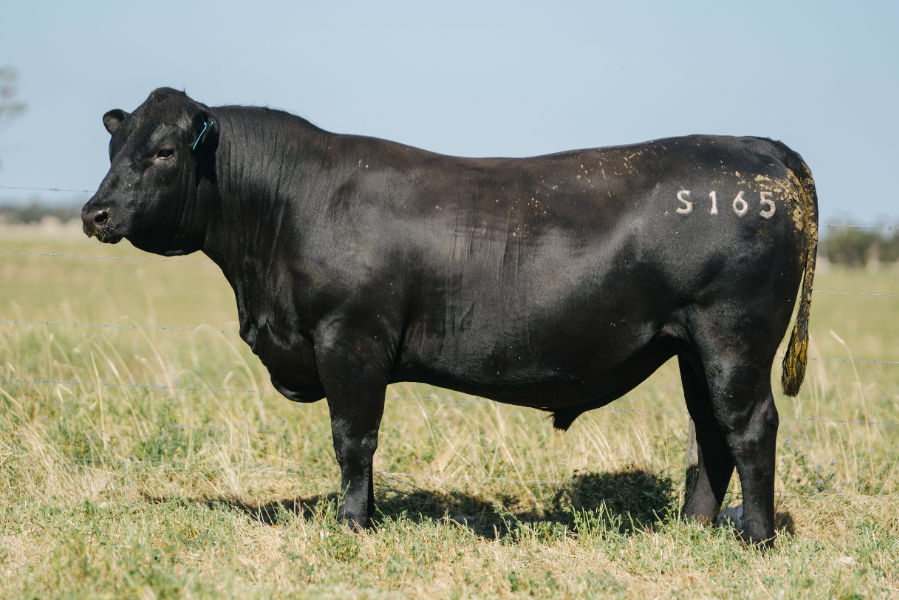Lot 11 - KERINGA SOVEREIGN S165 PV | AuctionsPlus
