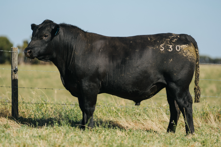 Lot 15 - KERINGA FIREBALL S301 PV | AuctionsPlus