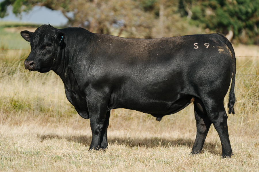 Lot 26 - KERINGA SOCKET S9 PV | AuctionsPlus