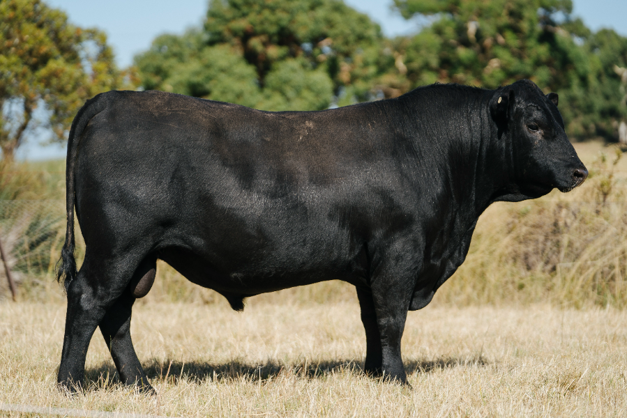 Lot 33 - KERINGA SOVEREIGN S18 SV | AuctionsPlus