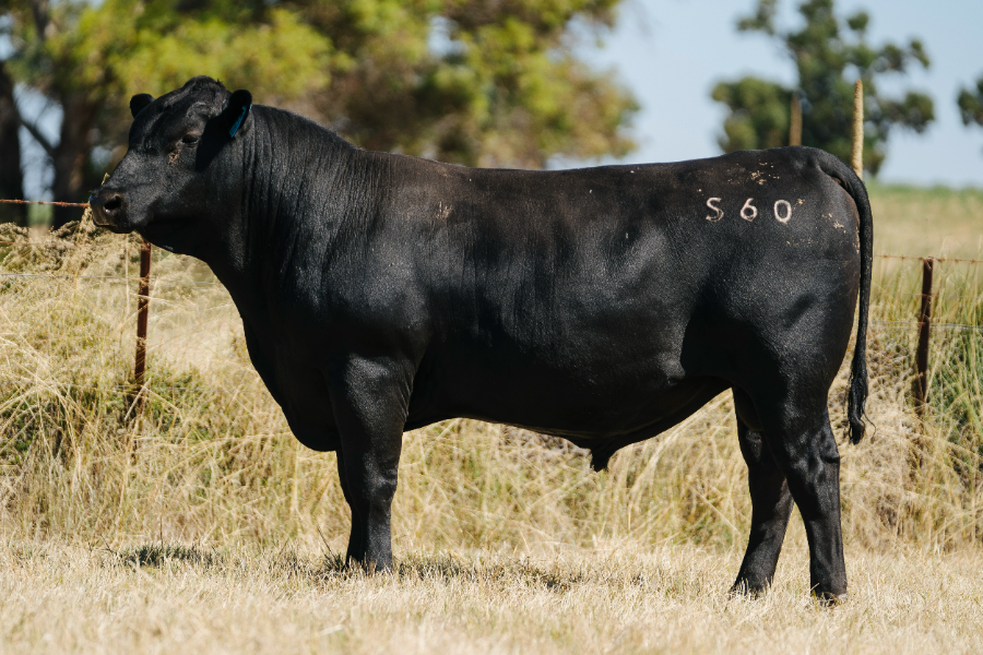 Lot 43 - KERINGA SANTA FE S60 PV | AuctionsPlus