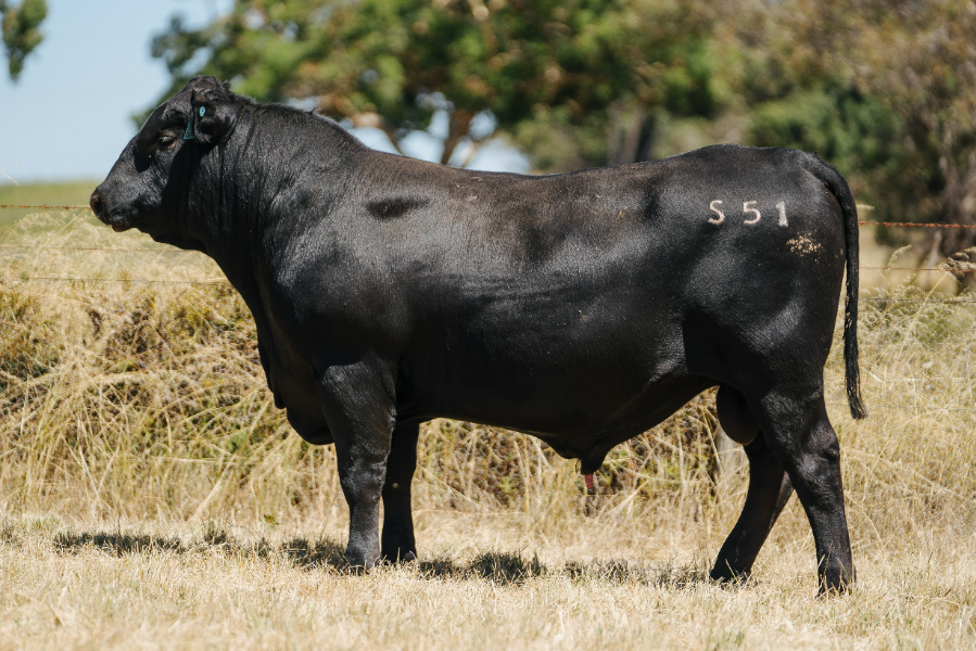 Lot 44 - KERINGA SPEED STONE S51 PV | AuctionsPlus