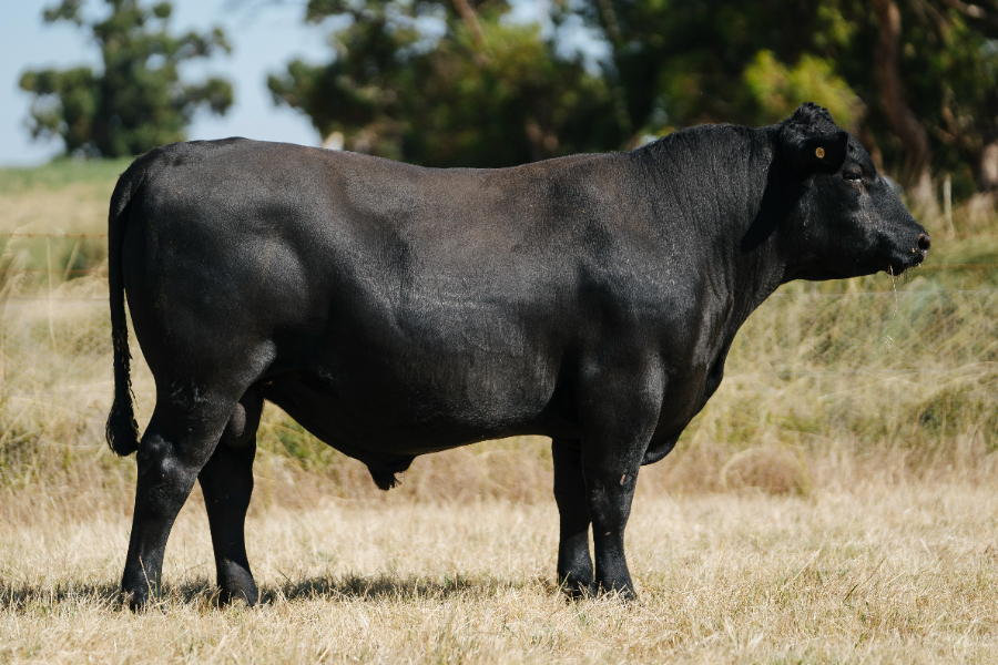 Lot 48 - KERINGA SCANDAL S40 SV | AuctionsPlus