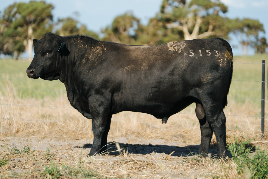 Lot 50 - KERINGA SUPER STAR S153 SV | AuctionsPlus