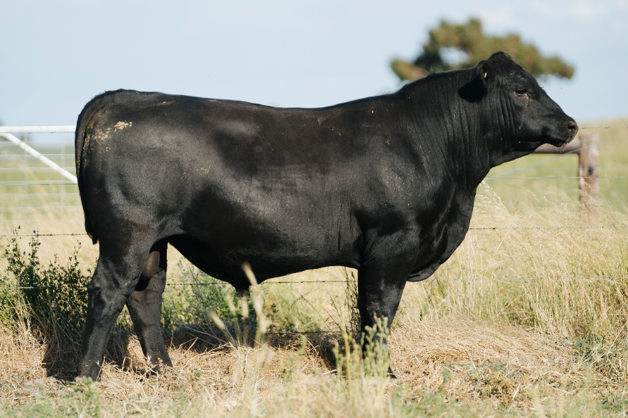 Lot 51 - KERINGA SUPER STAR S195 SV | AuctionsPlus
