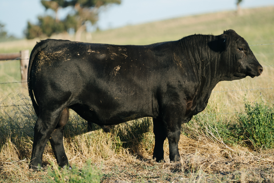 Lot 52 - KERINGA LIBERTY S203 PV | AuctionsPlus