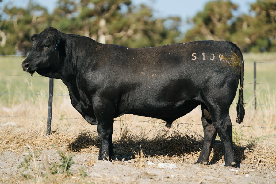 Lot 53 - KERINGA PARATROOPER S109 PV | AuctionsPlus