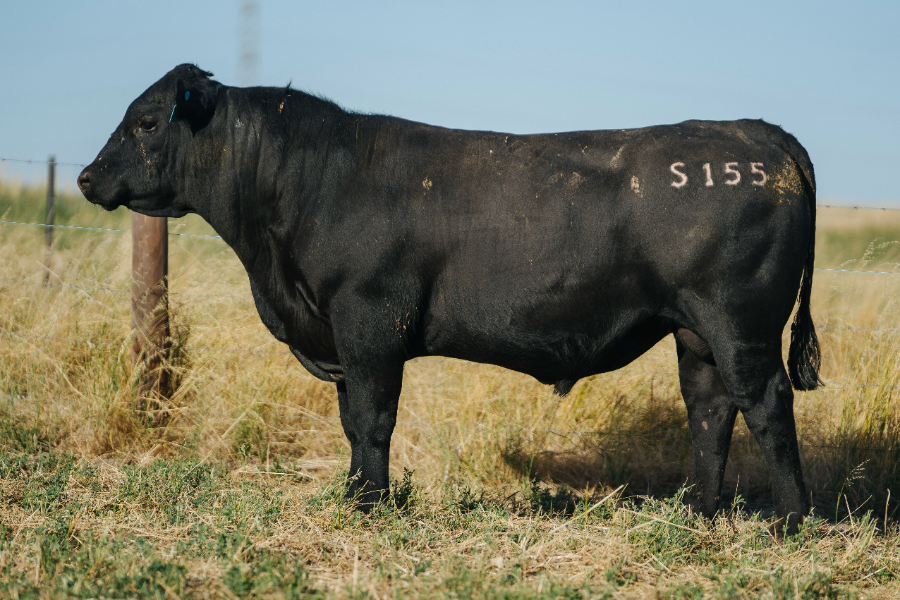 Lot 59 - KERINGA SPANIARD S155 SV | AuctionsPlus
