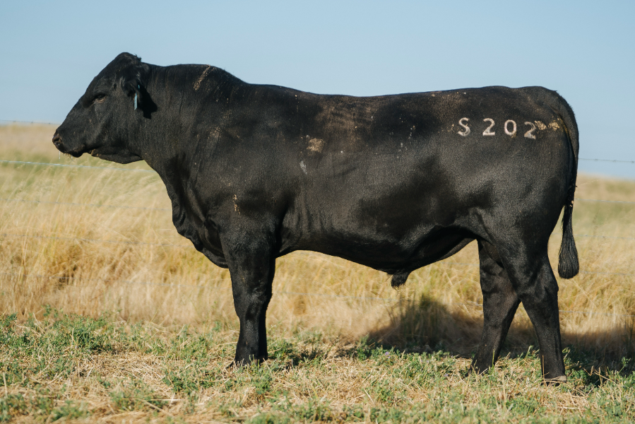 Lot 61 - KERINGA SUGAR S202 SV | AuctionsPlus