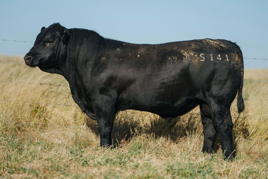Lot 64 - KERINGA SUPER STAR S141 PV | AuctionsPlus