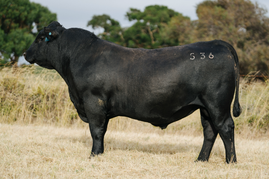 Lot 45 - KERINGA SWEET NECTAR S36 PV | AuctionsPlus