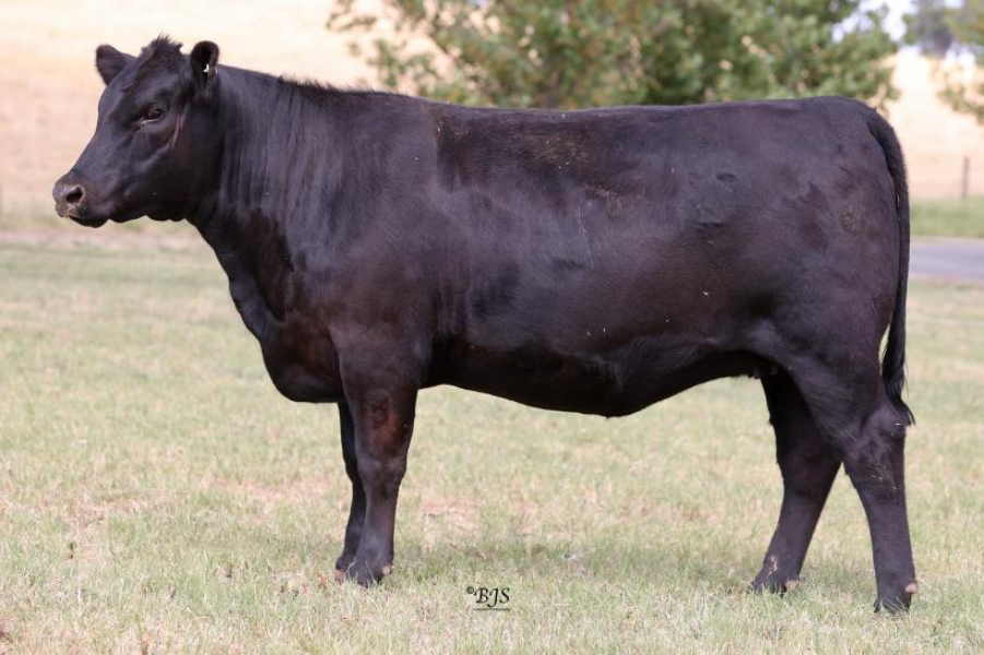 Lot 60 - 2 EMBRYOS - NAMPARA FREIGHTLINER R11 SV x MARYVALE SAPHIRE ...