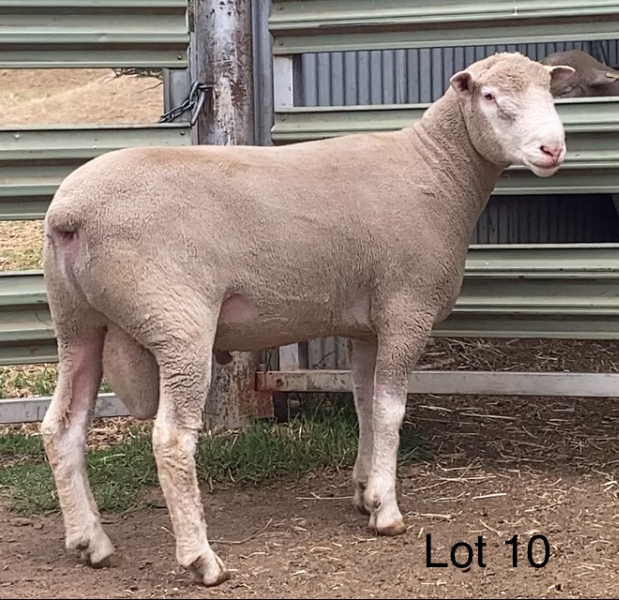 Lot 10 - Tag 308t | AuctionsPlus