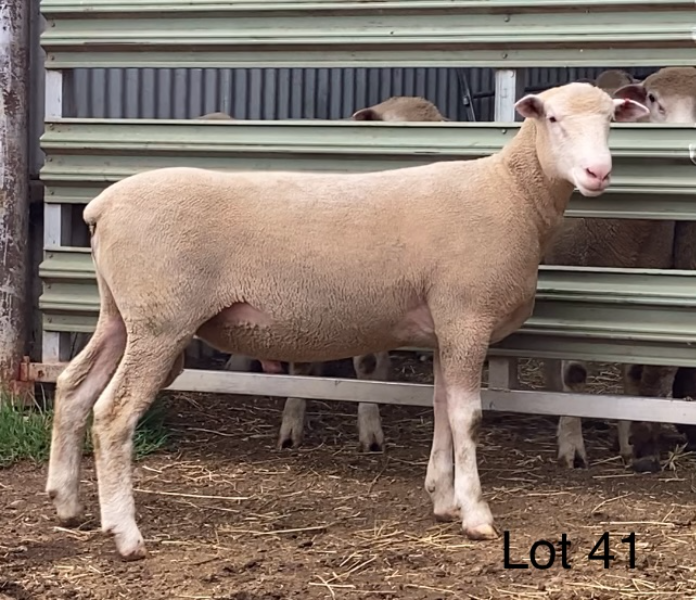 Lot 41 - Tag 122 | AuctionsPlus