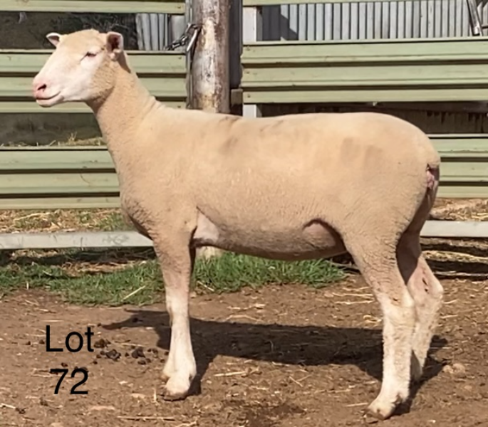 Lot 72 - Tag 166t | AuctionsPlus