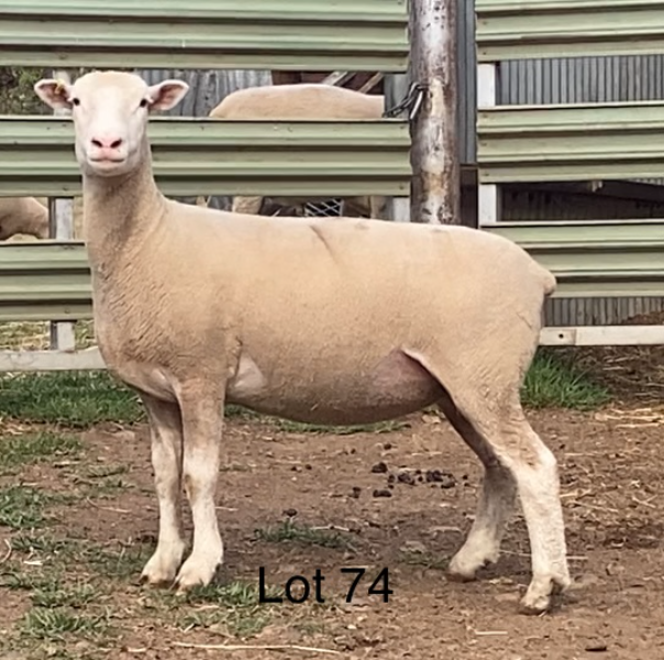 Lot 74 - Tag 62t | AuctionsPlus