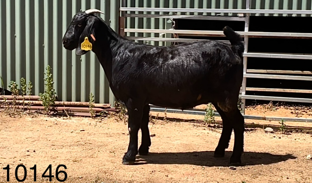 Lot 197 - Tag 10146 | AuctionsPlus