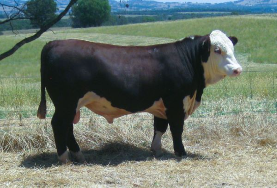 Lot 41 - INJEMIRA ROBERT REDFORD S120 (AI) (PP) | AuctionsPlus