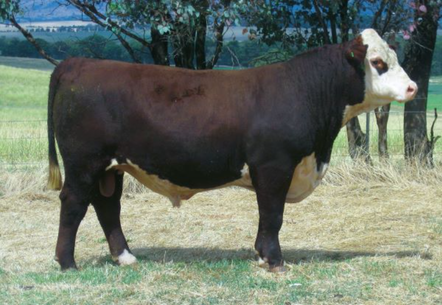 Lot 63 - INJEMIRA ENDURE S156 (AI) (TW) (PP) | AuctionsPlus