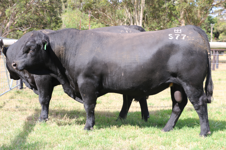 Lot 80 - Nampara S162 | AuctionsPlus