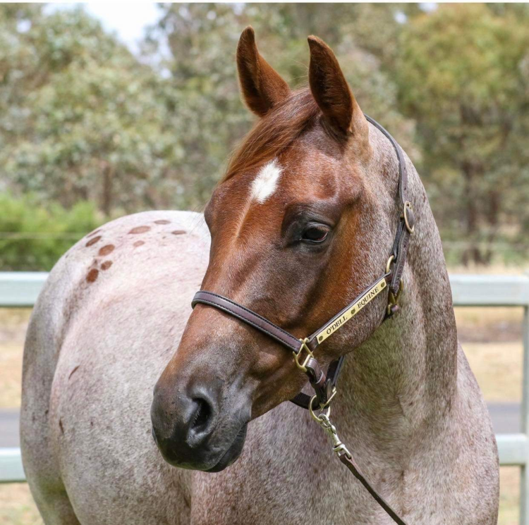 Lot 312 - GUSDALES STYLISH SLIDER | AuctionsPlus