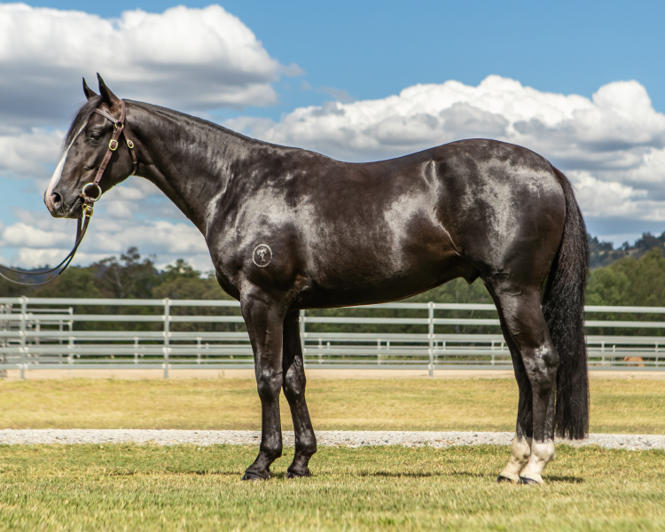 Lot 235 - TRINITY SMOOTH OPERATOR | AuctionsPlus