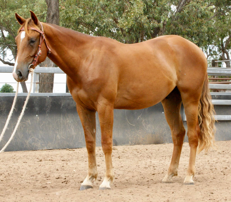 Lot 231 - HEZA METALLIC TU | AuctionsPlus